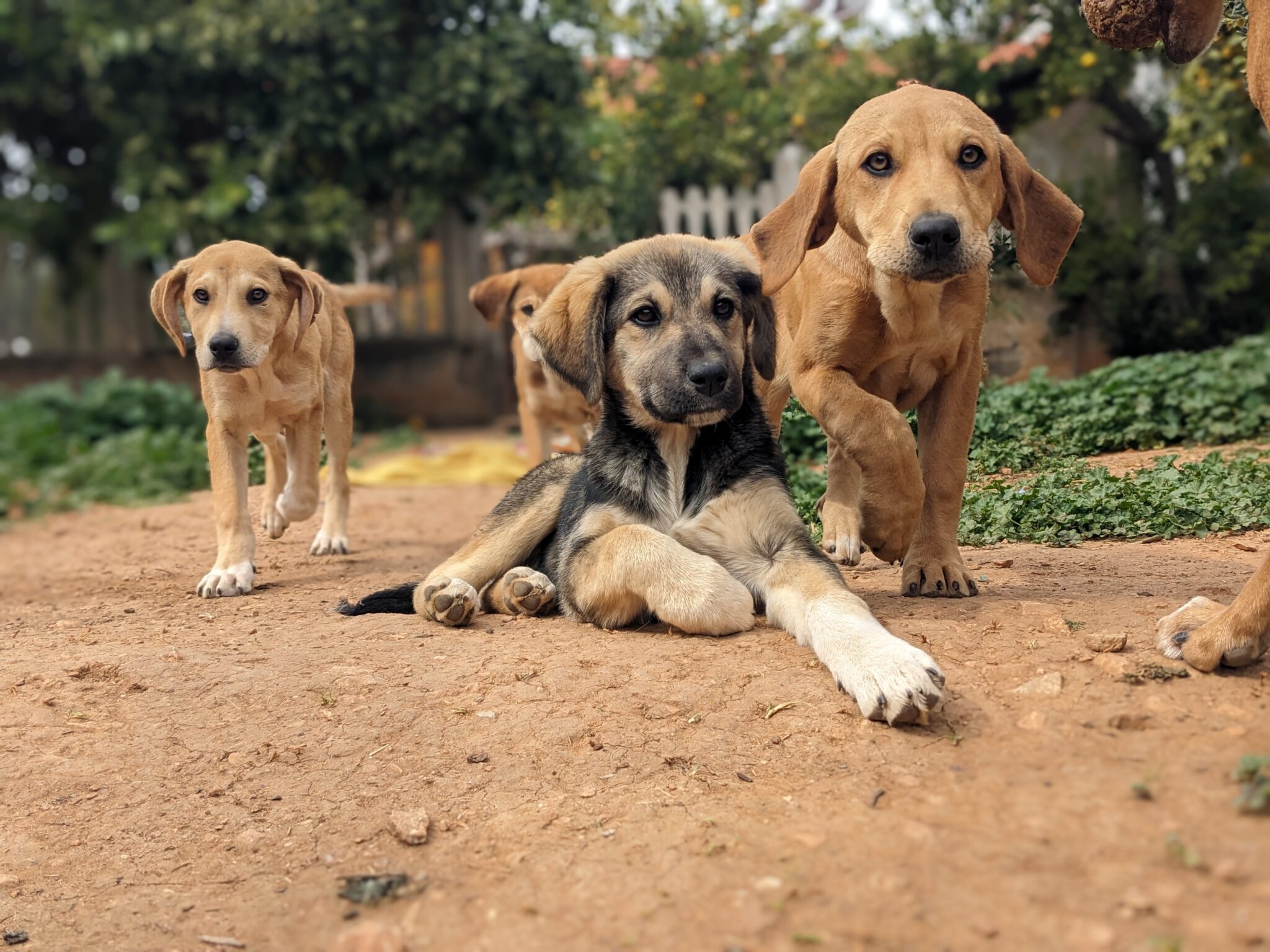 Greek Animal Rescue – Working to alleviate the suffering of animals ...